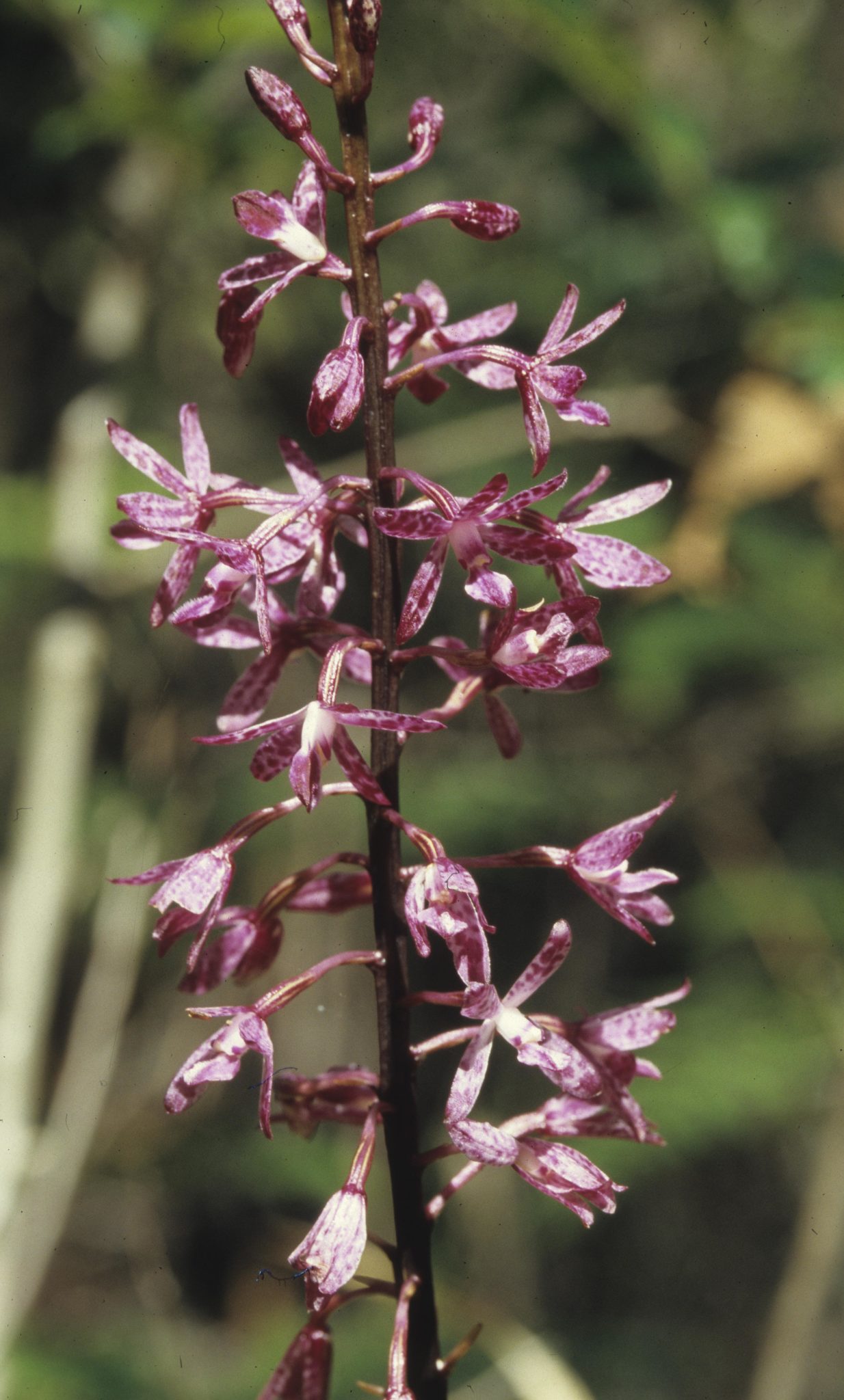 Dipodium punctatum | Australian Plants Society