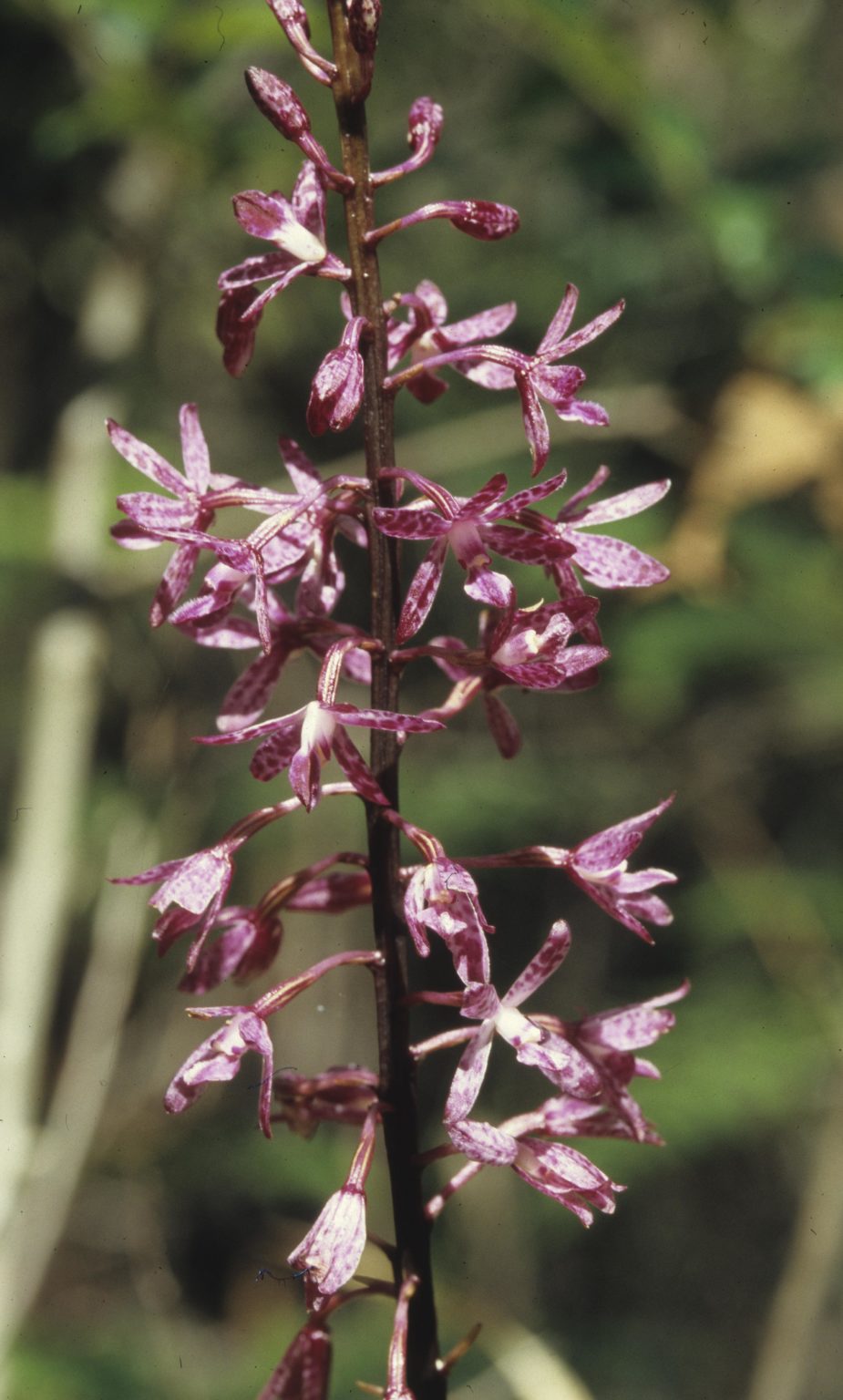 Dipodium punctatum | Australian Plants Society