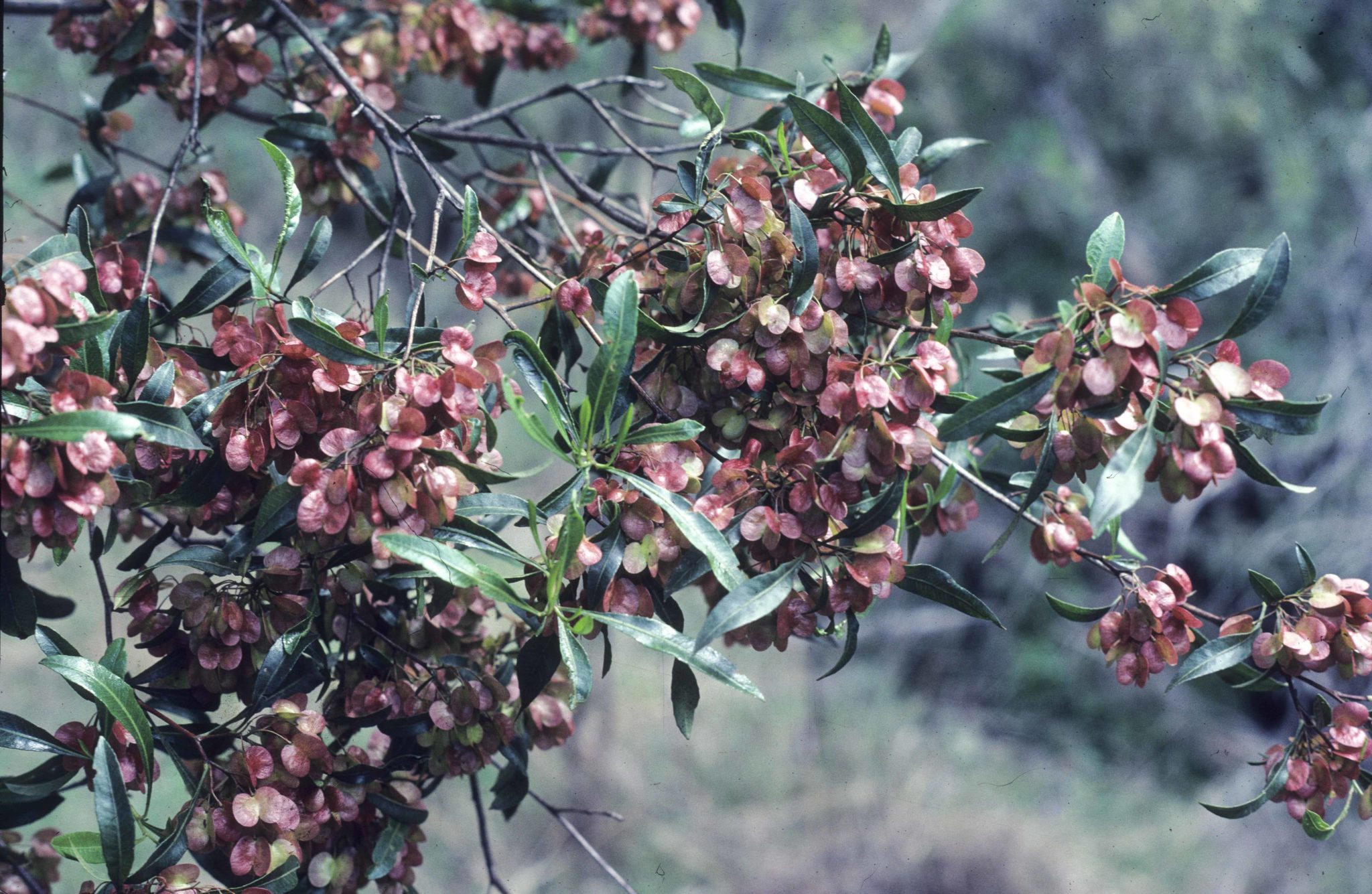 Dodonaea viscosa | Australian Plants Society