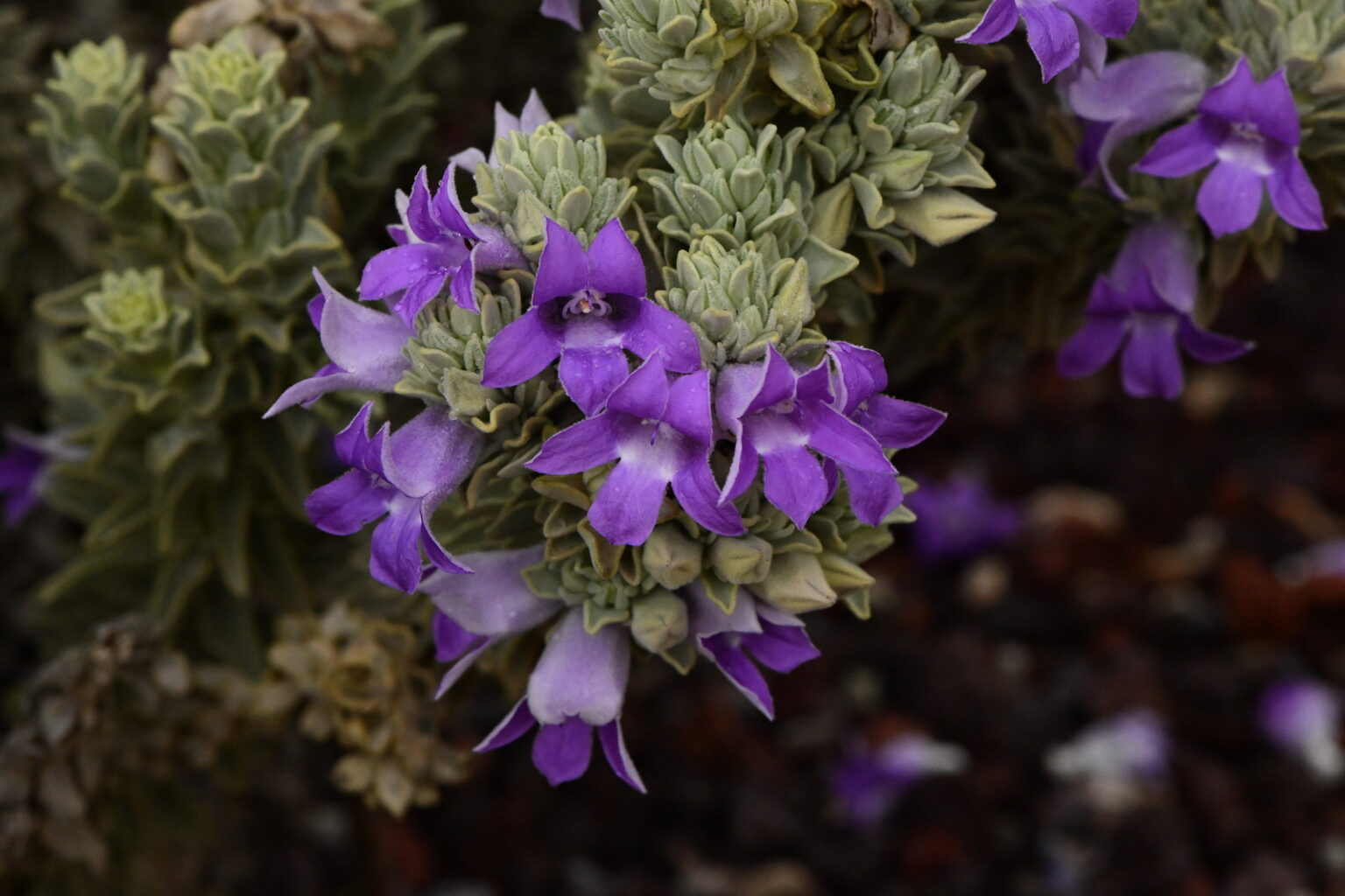 Graft-chimeras on eremophilas | Australian Plants Society