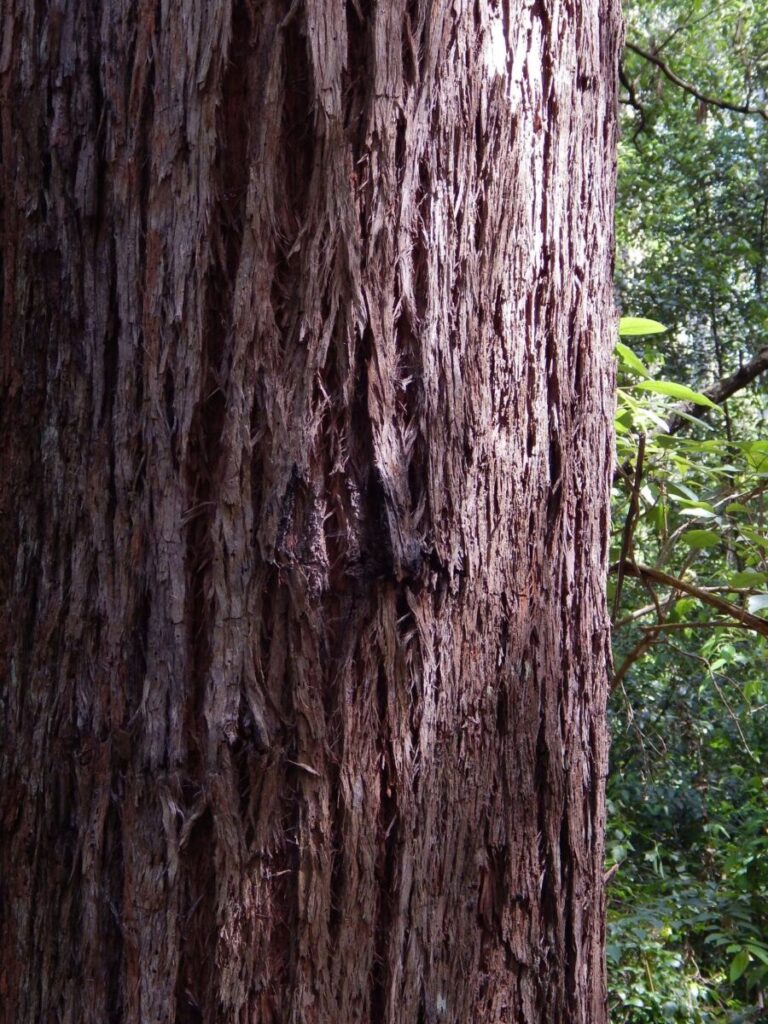 E pilularis Blackbutt-HL | Australian Plants Society
