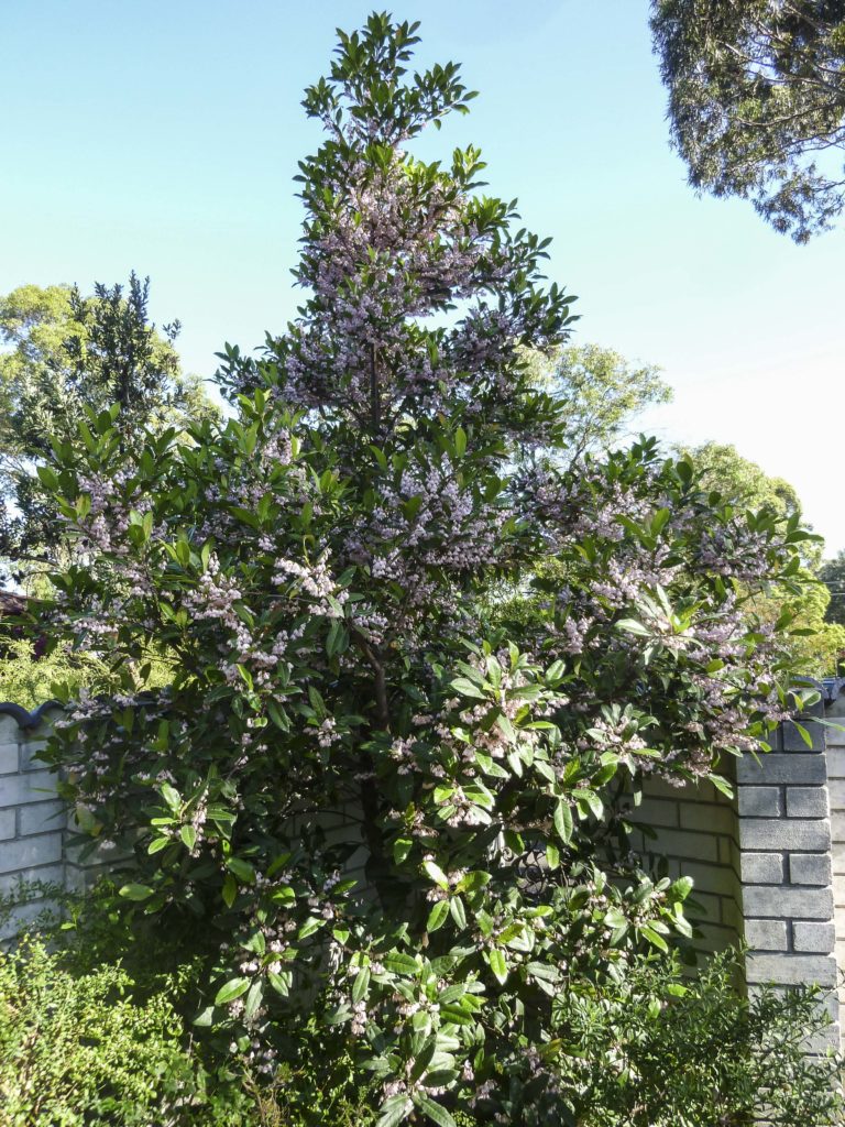 Elaeocarpus reticulatus | Australian Plants Society