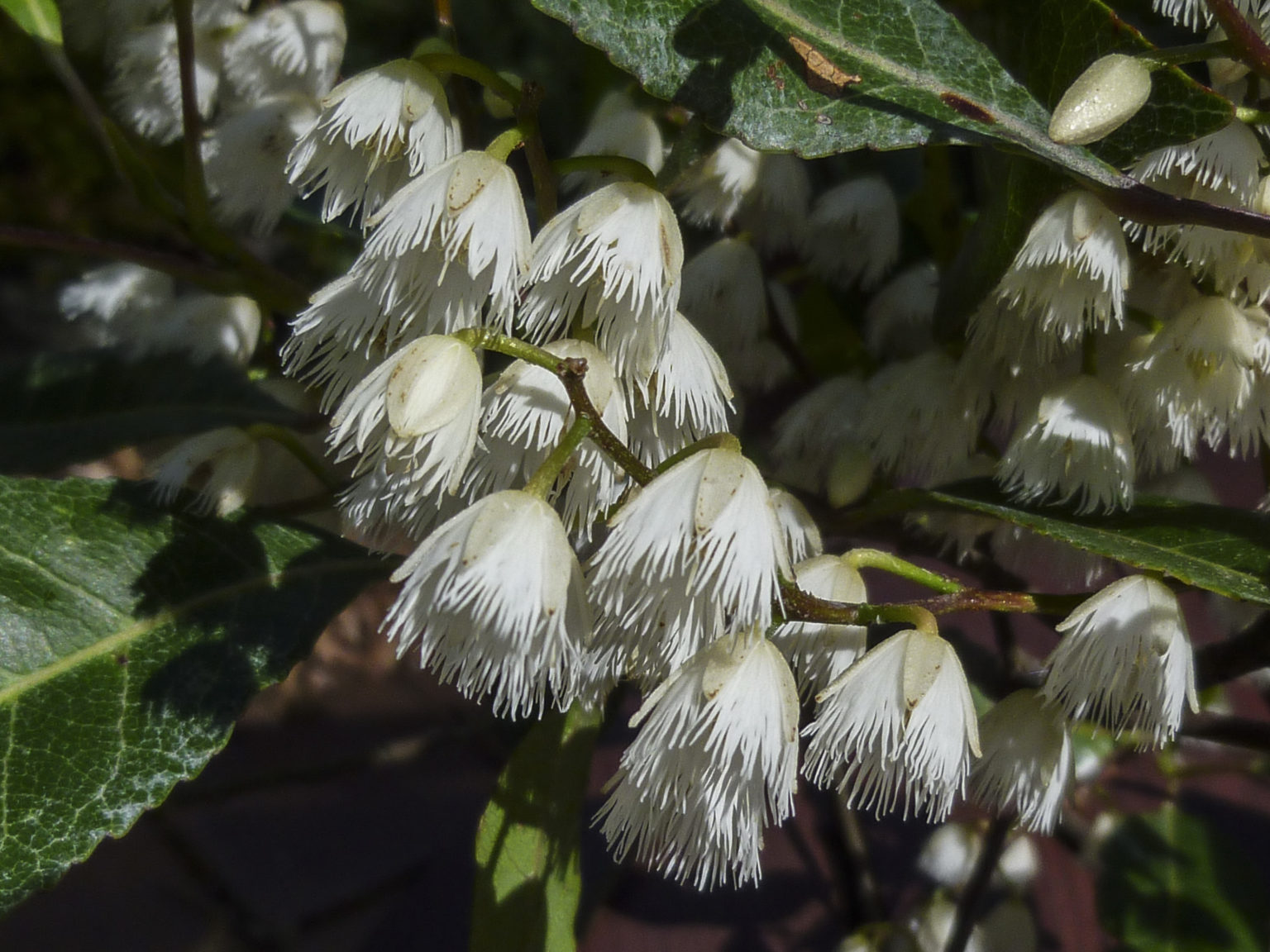 Elaeocarpus reticulatus | Australian Plants Society