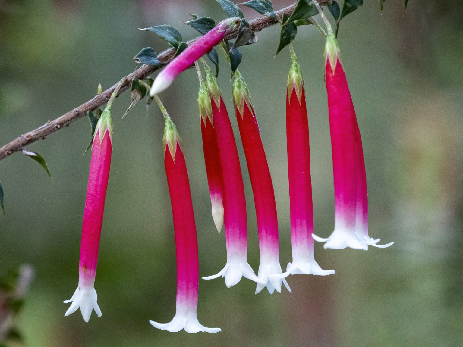 Epacris longiflora | Australian Plants Society