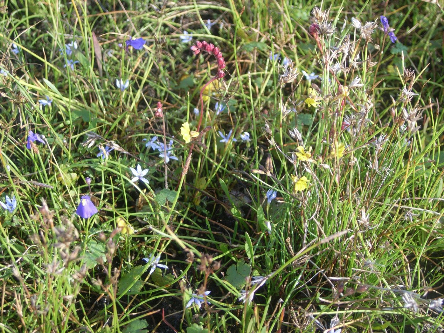 Mounds springs, the gravity defying ecosystems | Australian Plants Society