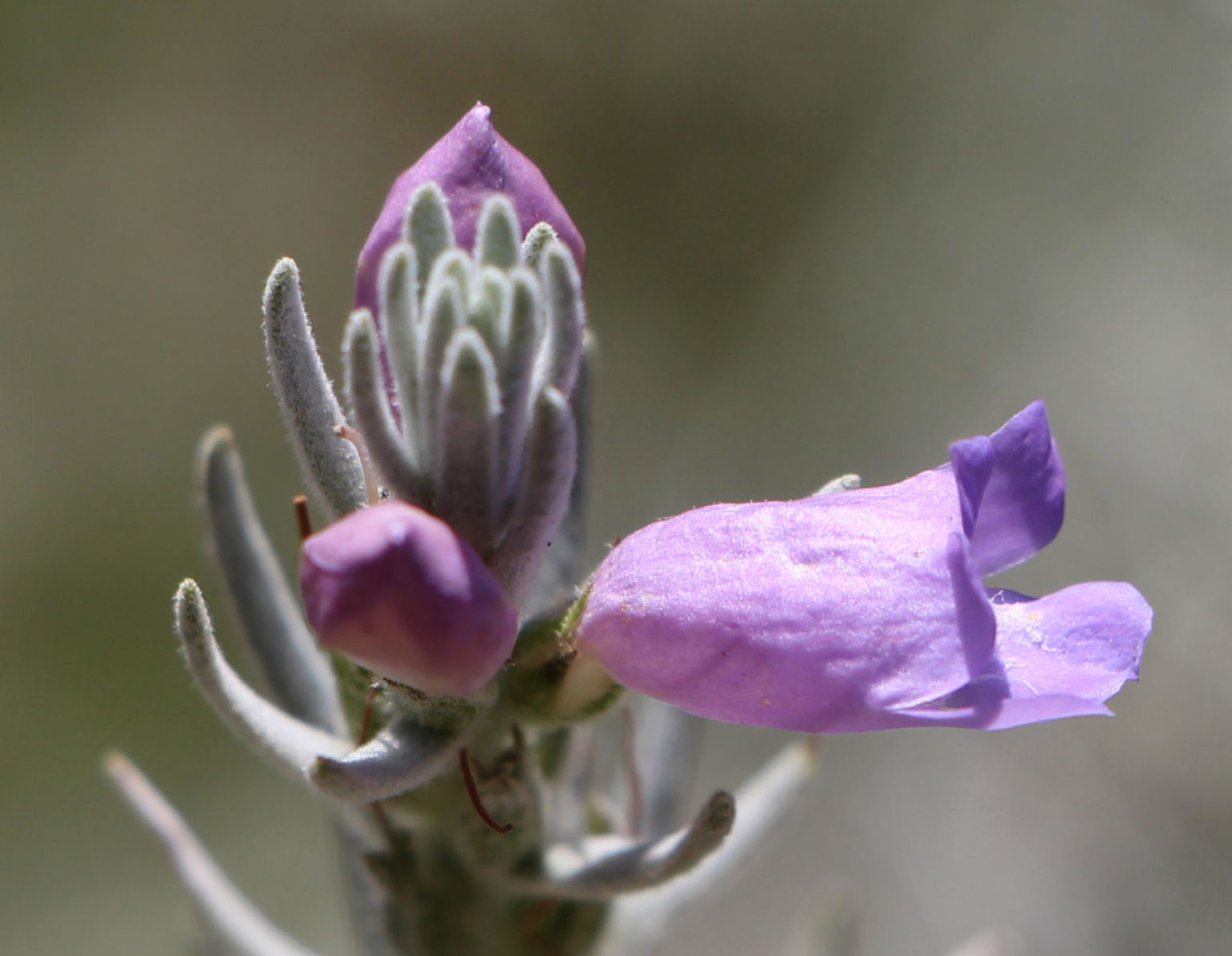 Eremophila ‘Beryl’s Blue’ flower 2 | Australian Plants Society