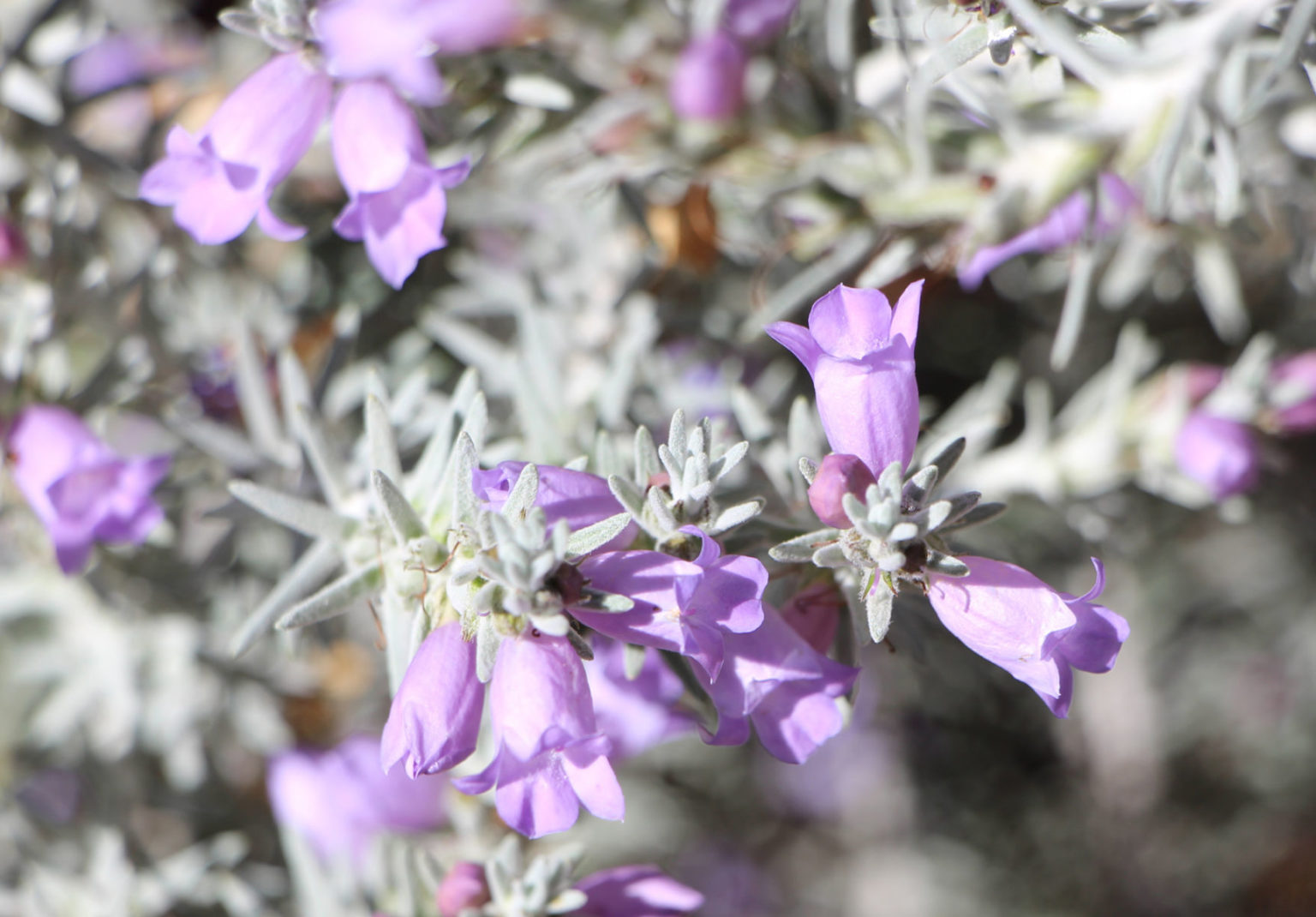 Eremophila ‘Beryl’s Blue’ flower 3 | Australian Plants Society