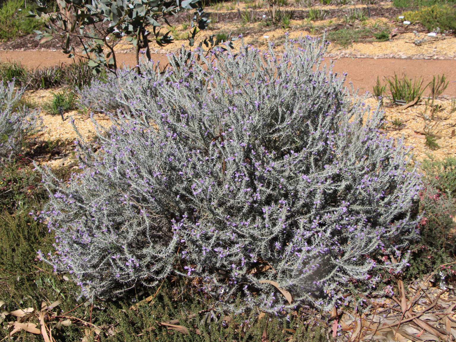 Eremophila ‘Beryl’s Blue’ plant | Australian Plants Society