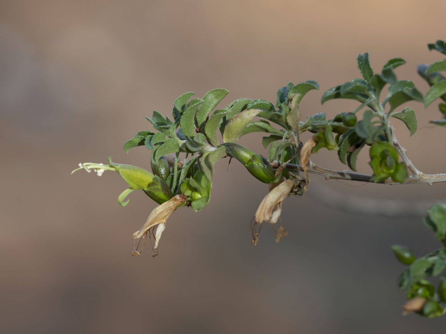 Exploring ephemeral arid plants of NSW | Australian Plants Society