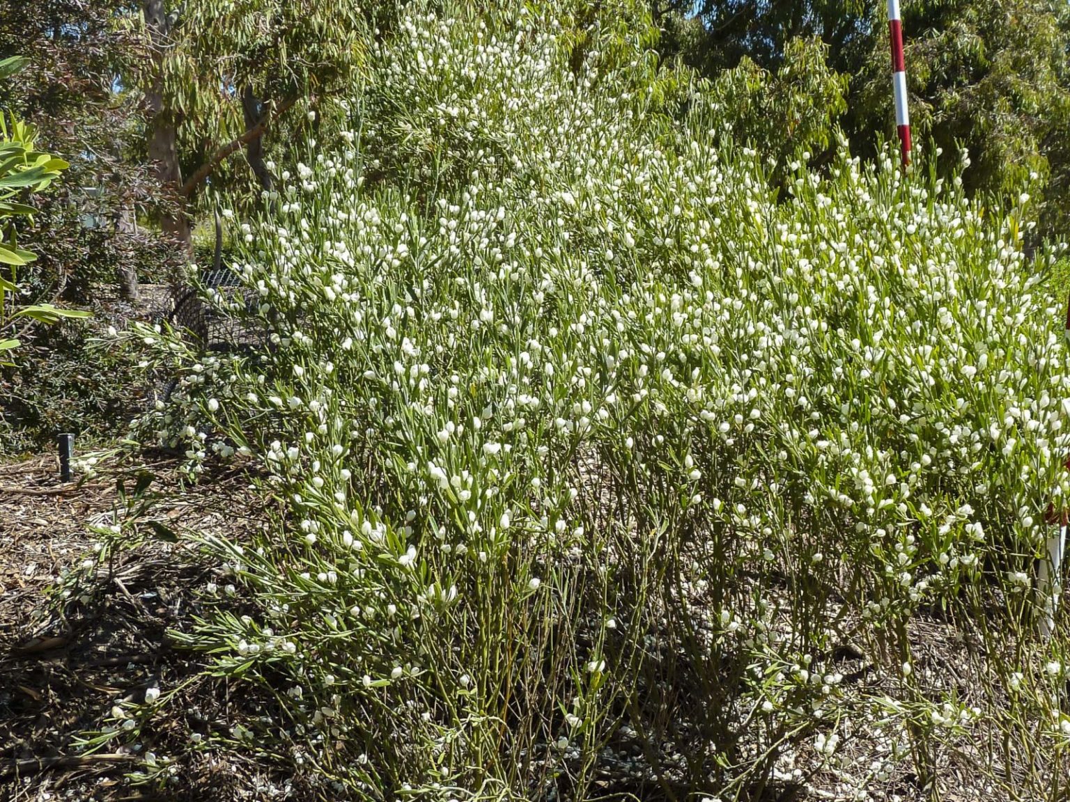 Eriostemon australasius | Australian Plants Society