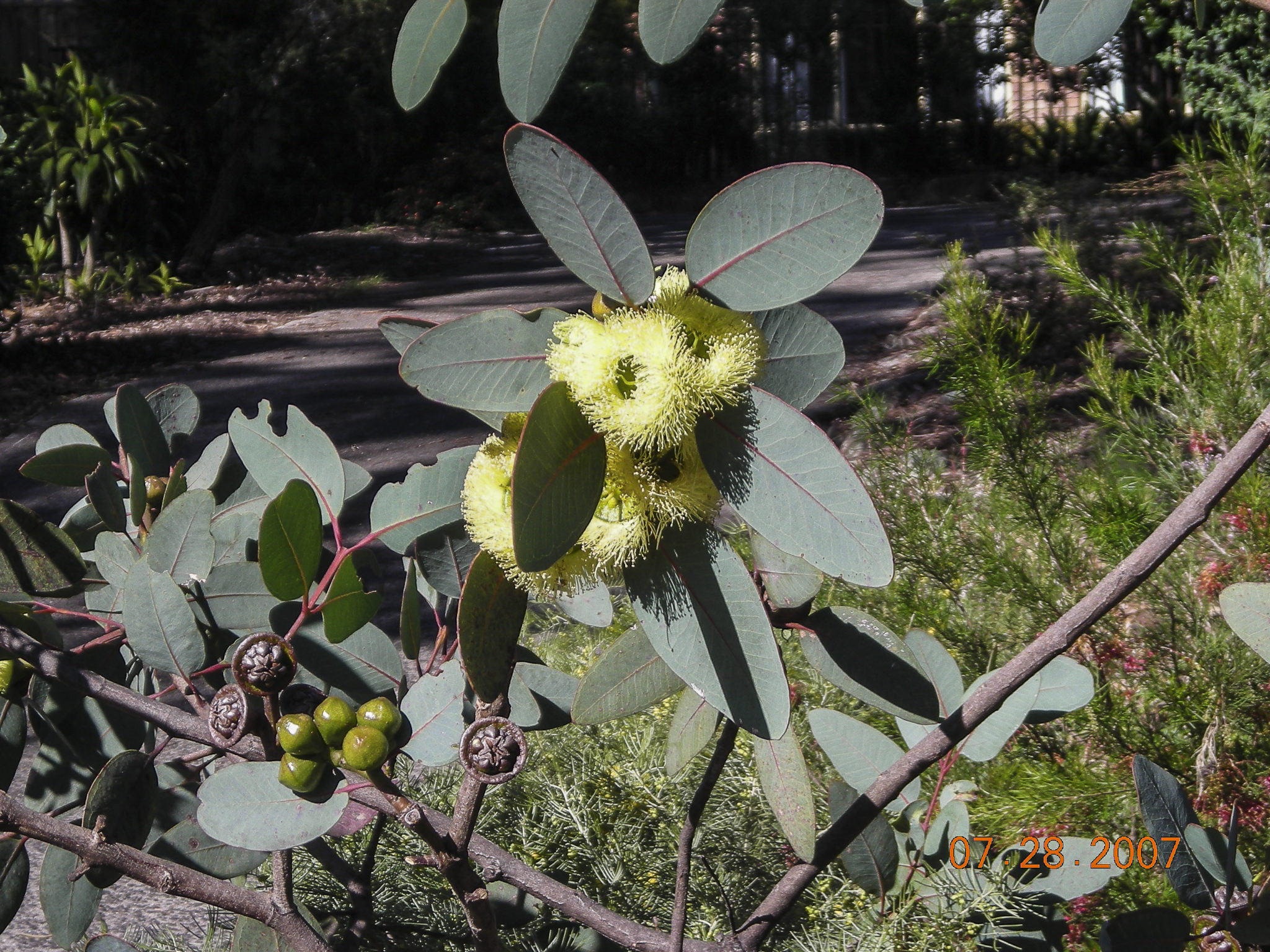 Eucalyptus preissiana | Australian Plants Society