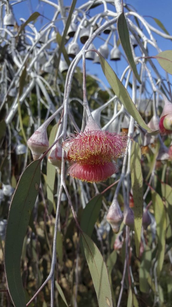 Eucalyptus caesia ‘Silver Princess, image Jeff Howes, 20210606_112305 ...