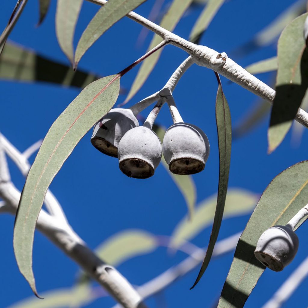 Eucalyptus caesia ssp magna ‘Silver Princess’_4051576-HDR | Australian ...