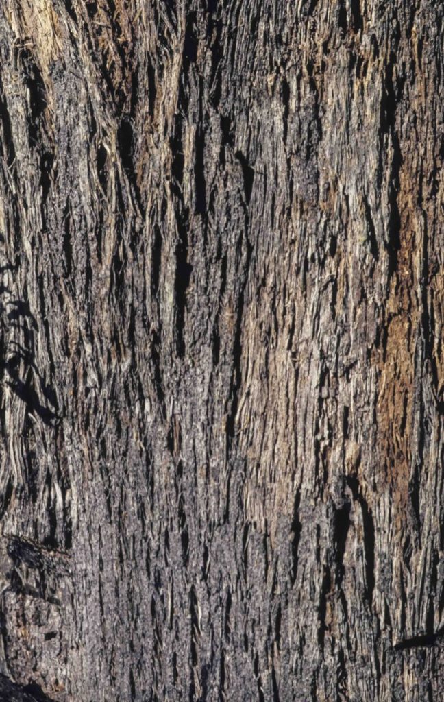 Eucalyptus fastigata | Australian Plants Society