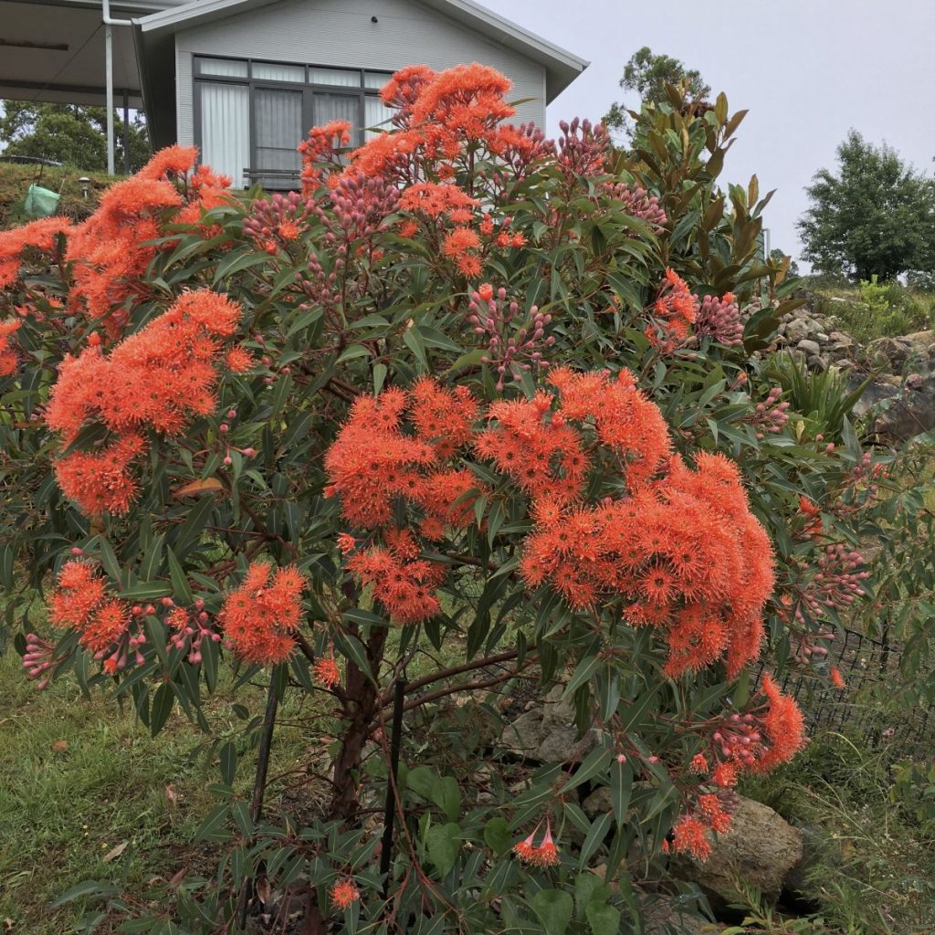 Corymbia ficifolia | Australian Plants Society