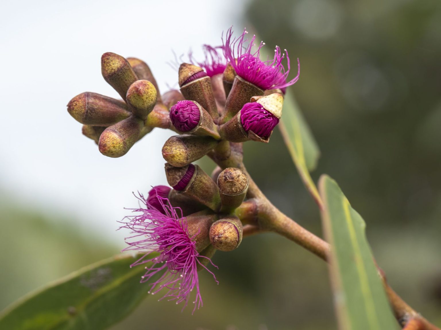 Visit to Melton Botanic Garden in January | Australian Plants Society