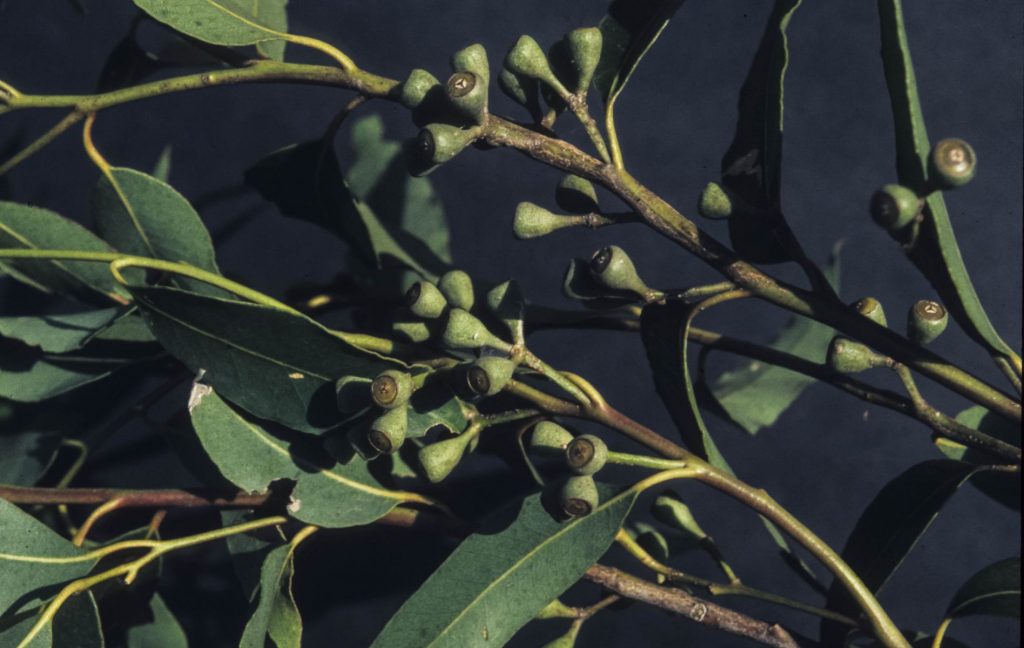 Eucalyptus microcorys | Australian Plants Society