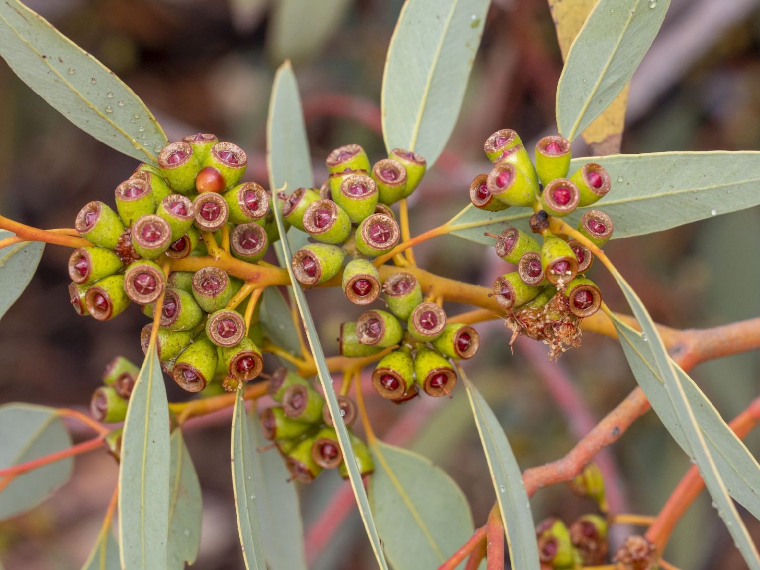 APS (NSW) Plant Profile Project | Australian Plants Society