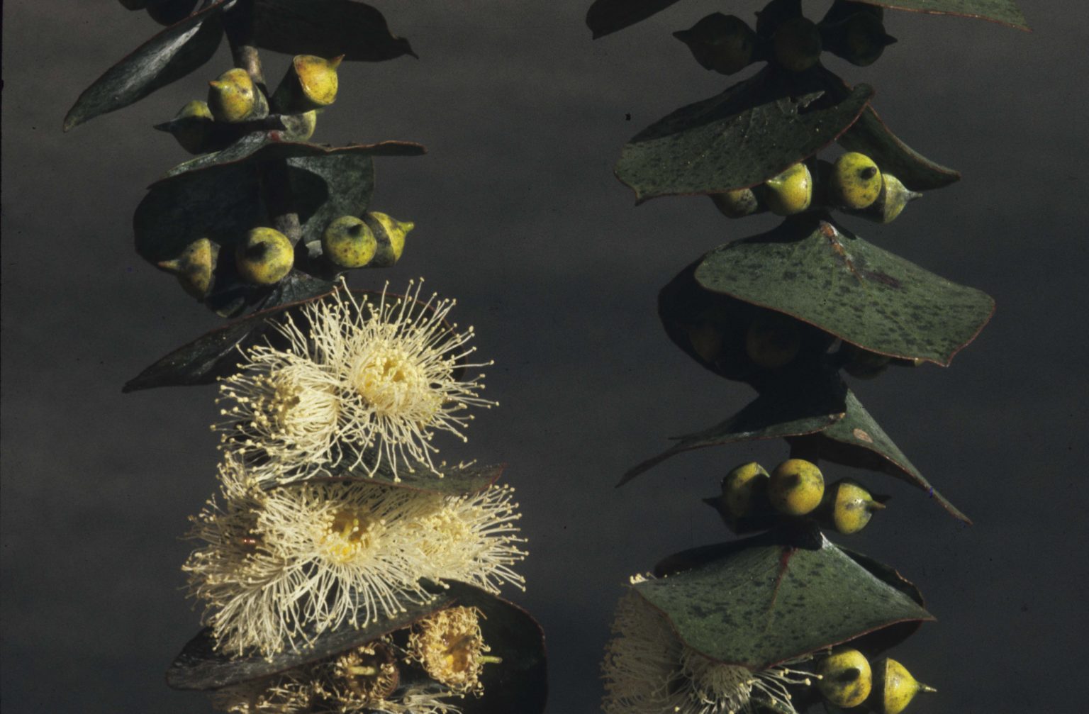 Eucalyptus pulverulenta | Australian Plants Society