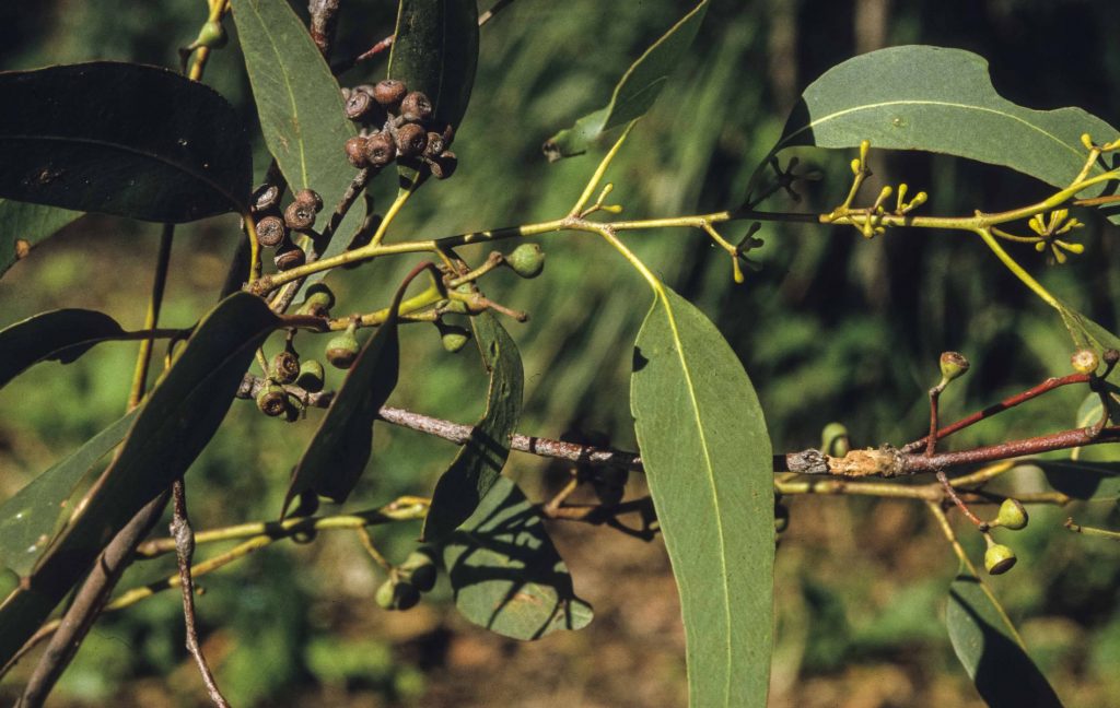 Eucalyptus racemosa | Australian Plants Society