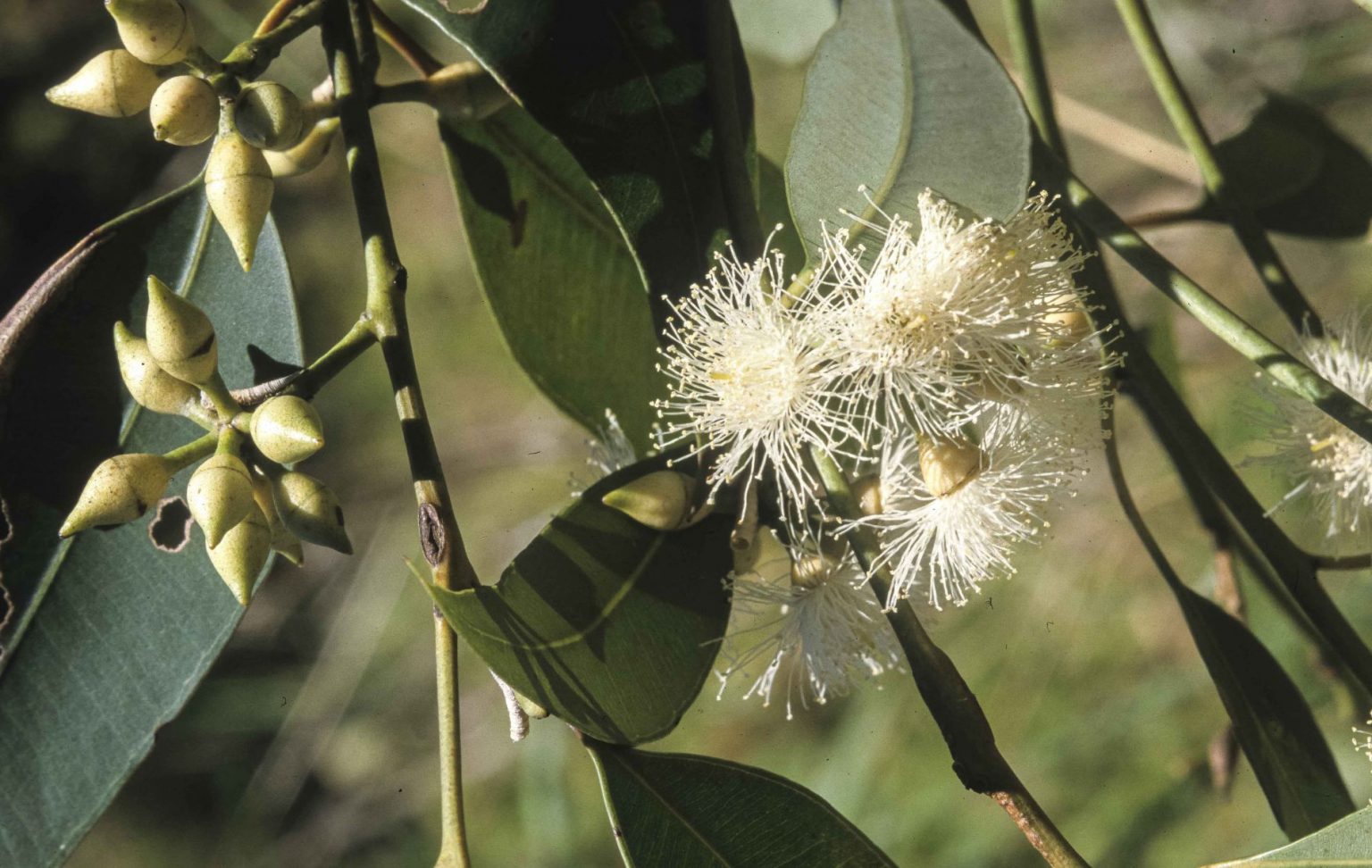 Eucalyptus resinifera | Australian Plants Society