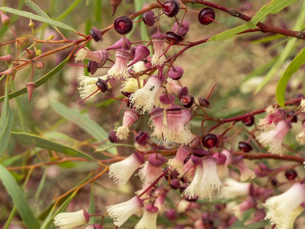 Visit to Melton Botanic Garden in January | Australian Plants Society