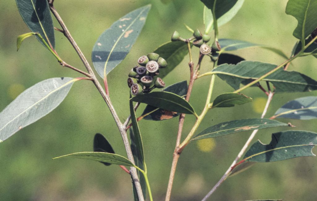 Eucalyptus umbra ssp umbra (fruit) | Australian Plants Society