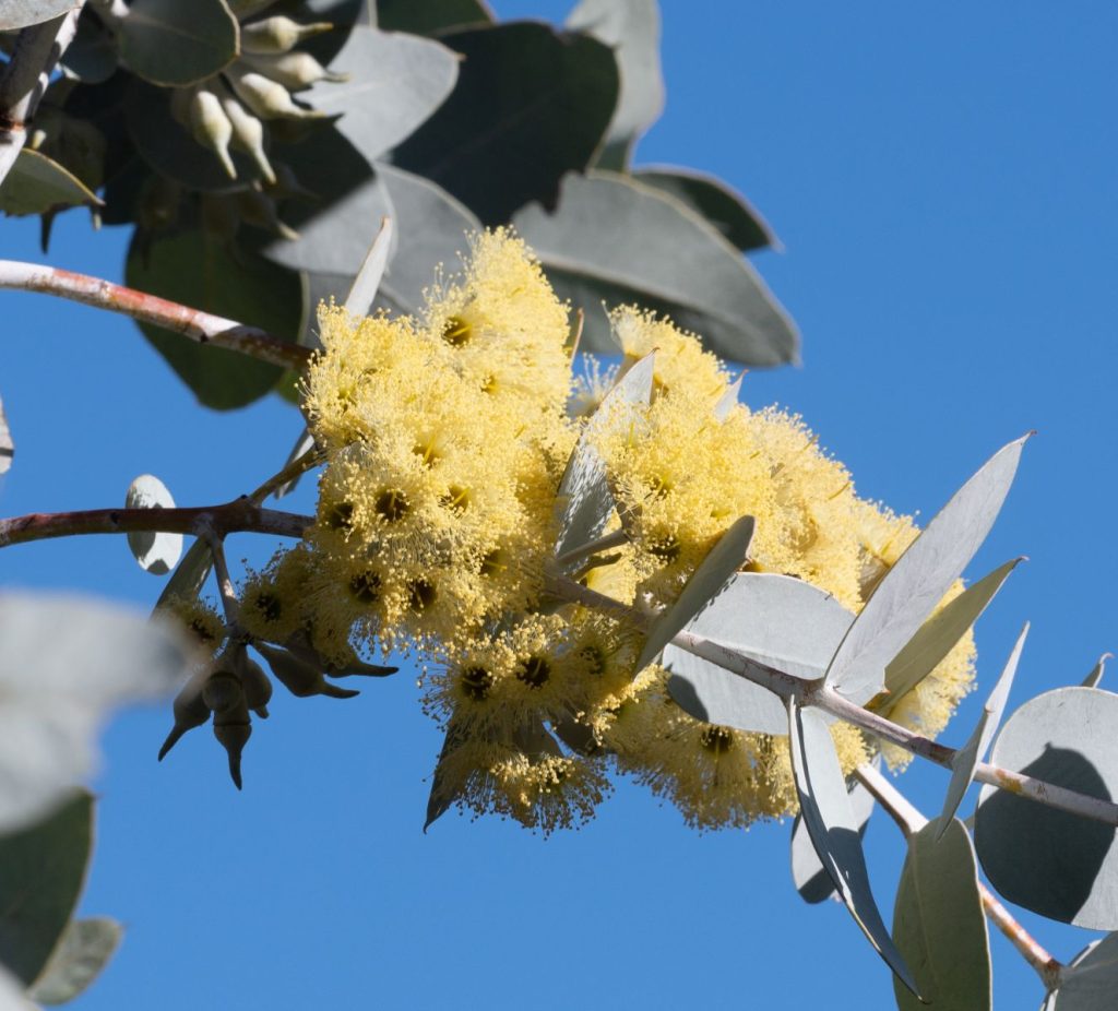Eucalyptus wyolensis 2 Melton BG | Australian Plants Society