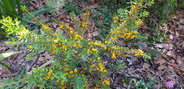 Eutaxia myrtifolia | Australian Plants Society