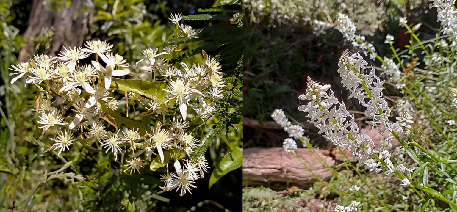 Fig 10 Flowering in November – Clematis glycinoides and Stackhousia ...