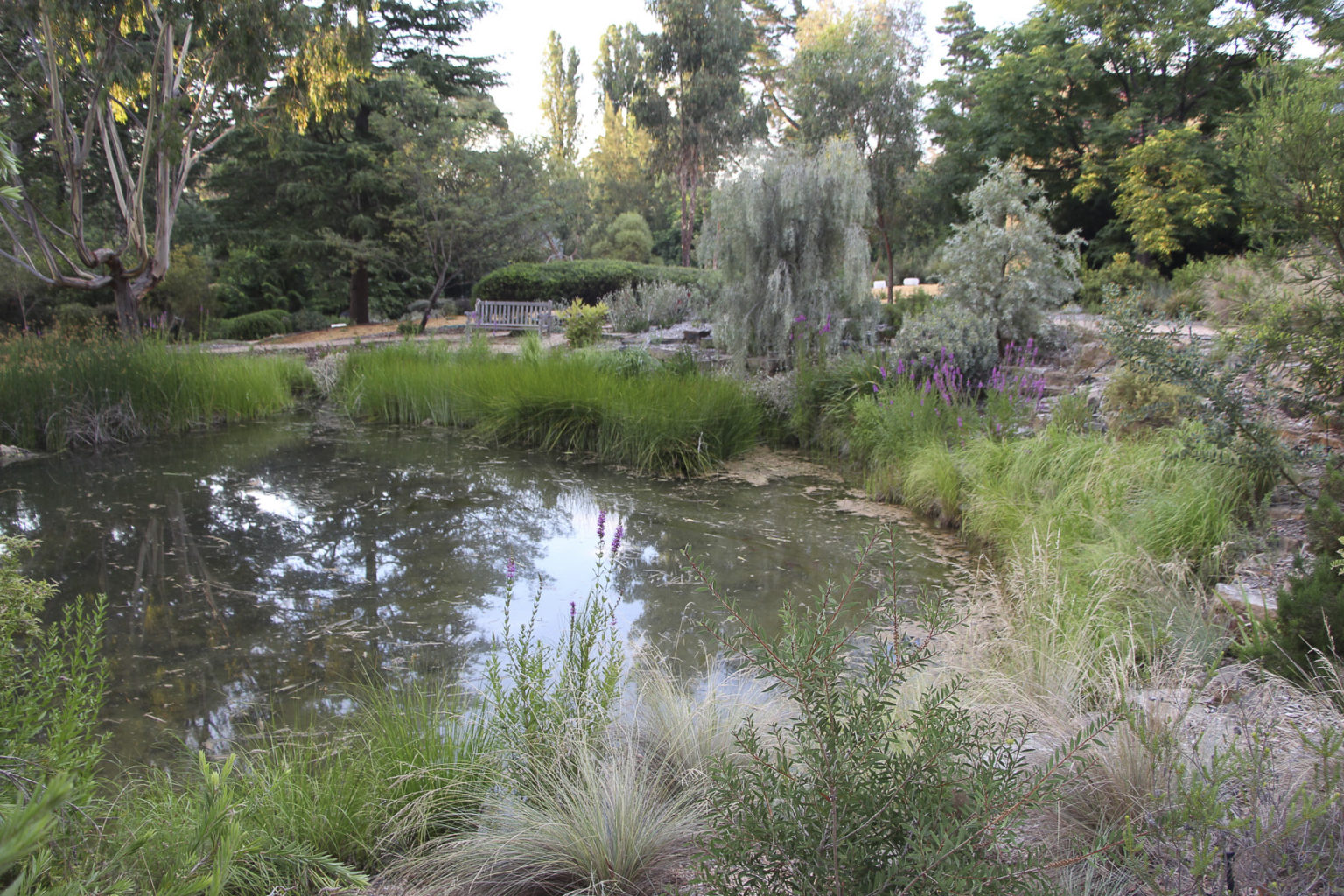 Gardening with native plants | Australian Plants Society