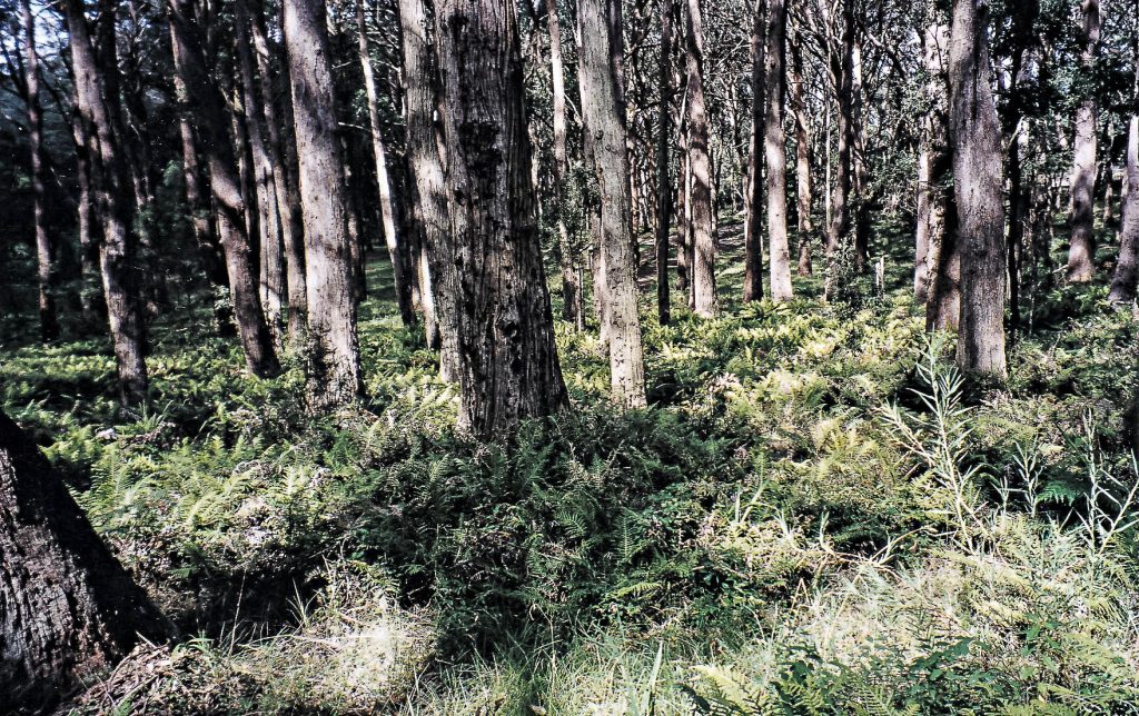 Regenerating Mount Gibraltar, Southern Highlands | Australian Plants ...