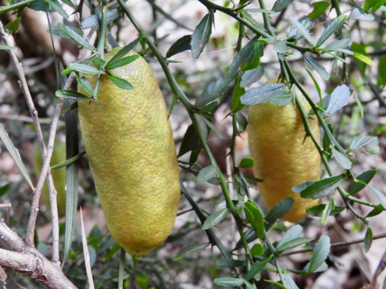 Citrus australasica | Australian Plants Society