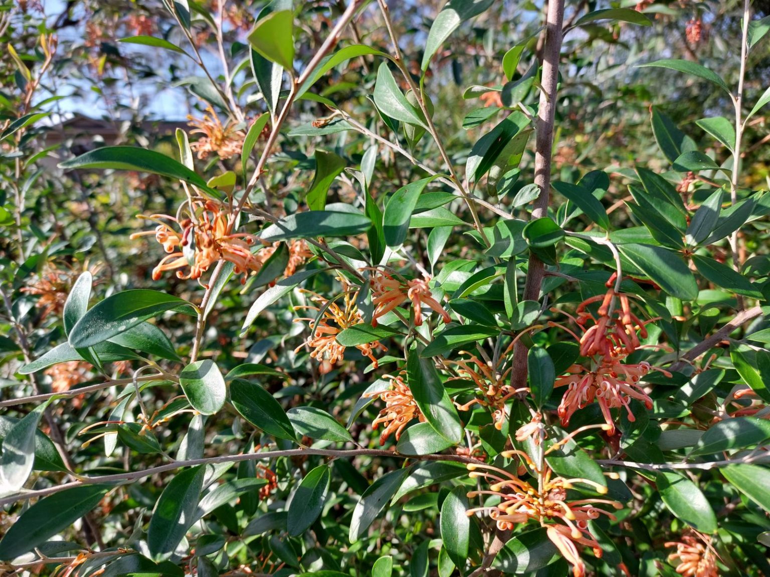 Grevillea ‘Lindsay’s Pink’ | Australian Plants Society