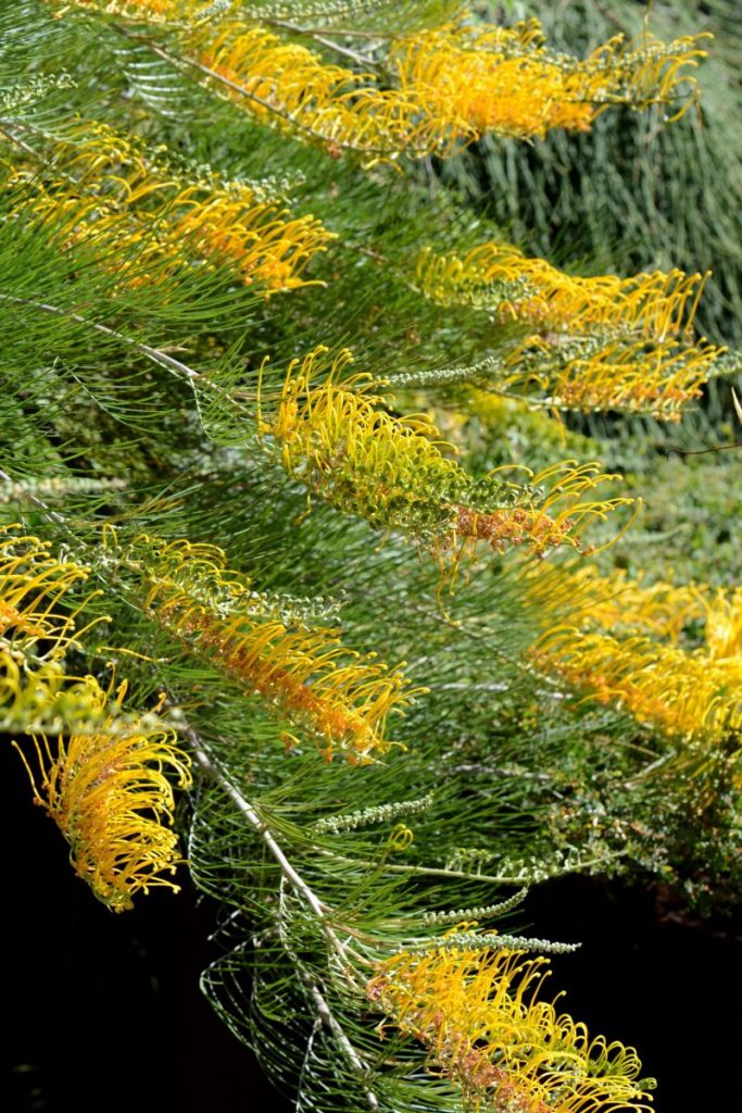 G. Golden Lyre (3) | Australian Plants Society