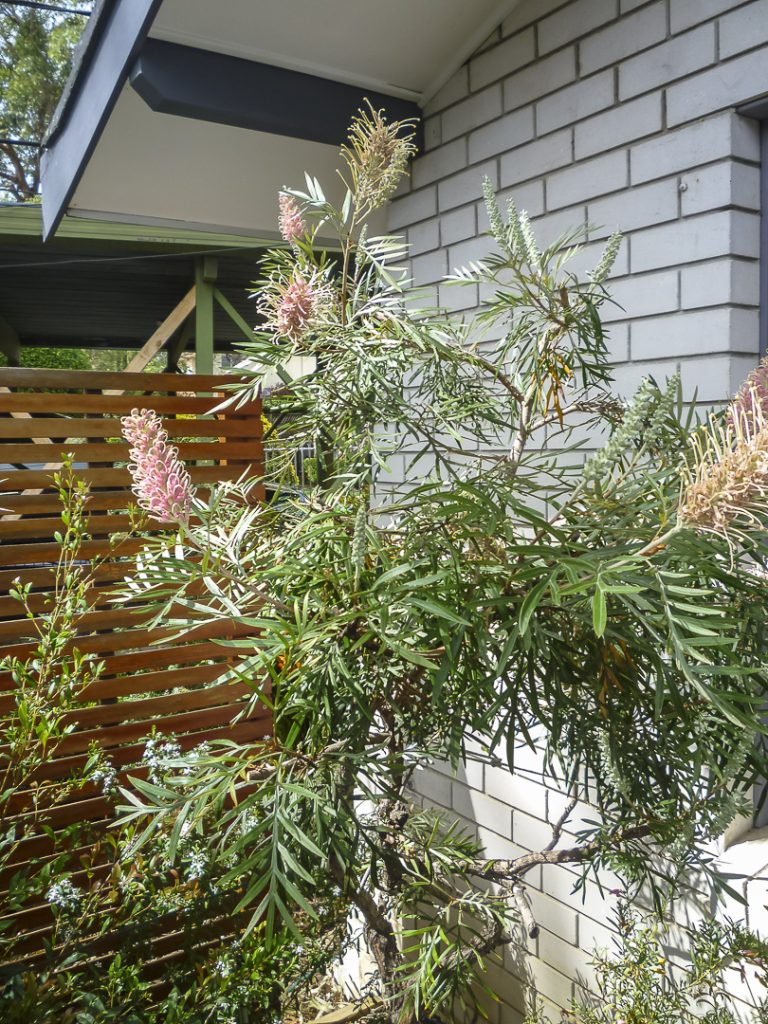 Grevillea ‘Misty Pink’ | Australian Plants Society