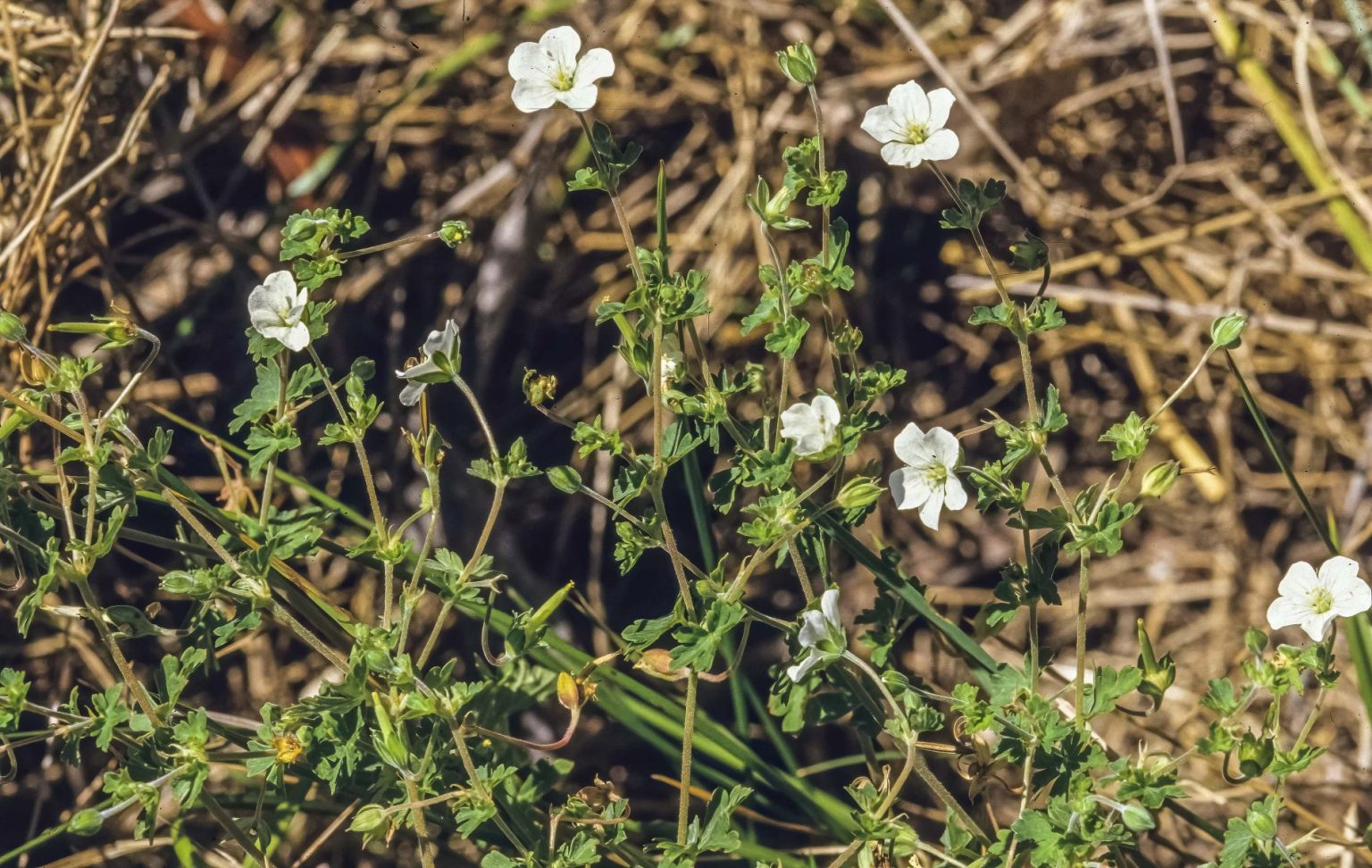 Geranium graniticola | Australian Plants Society
