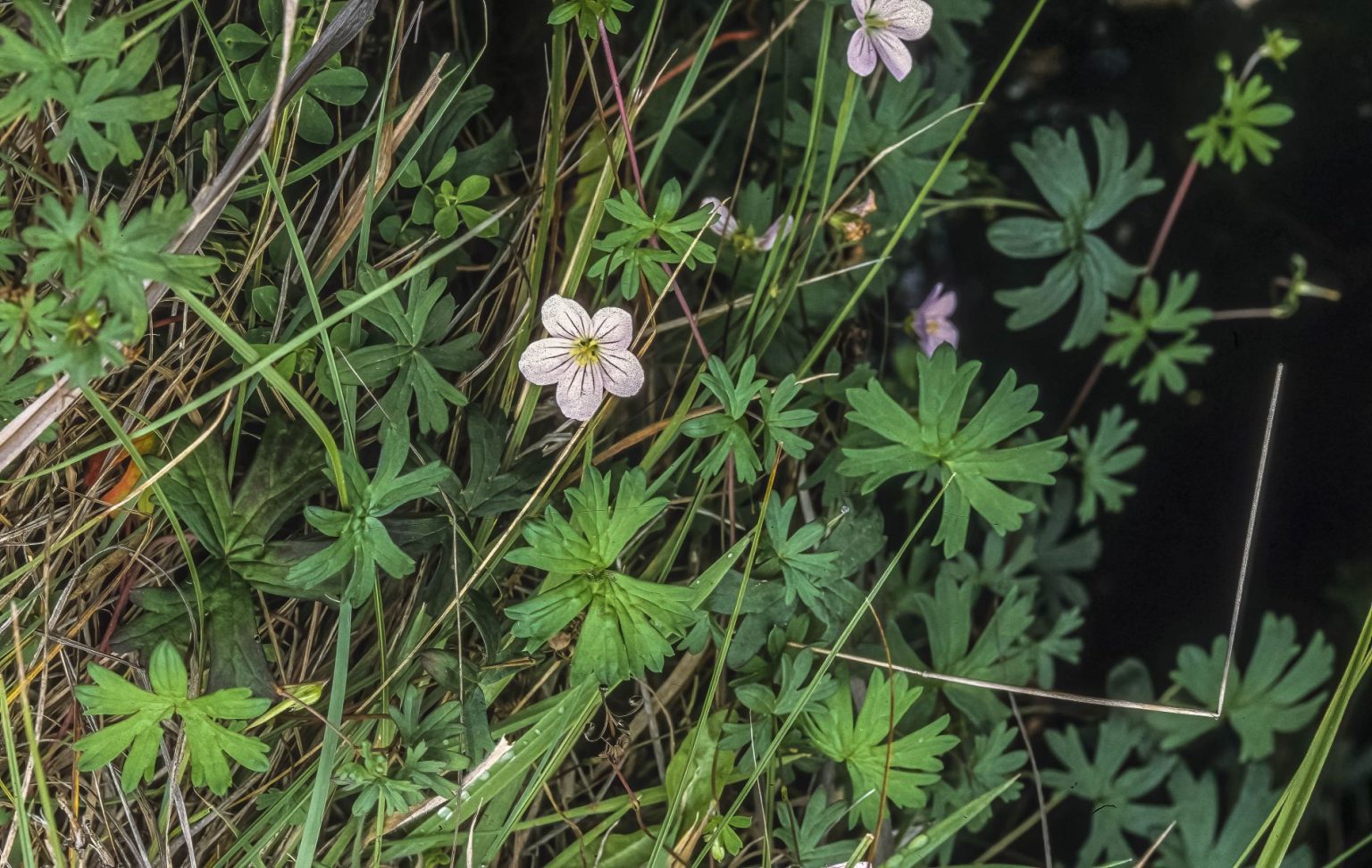 Geranium neglectum | Australian Plants Society