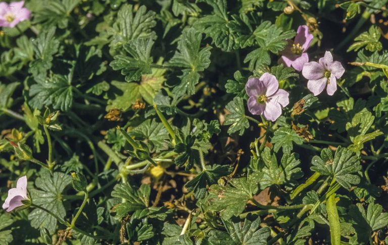 Geranium solanderi | Australian Plants Society