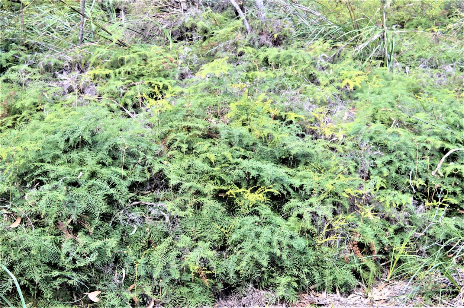 Ferns of the Southern Sydney Basin | Australian Plants Society