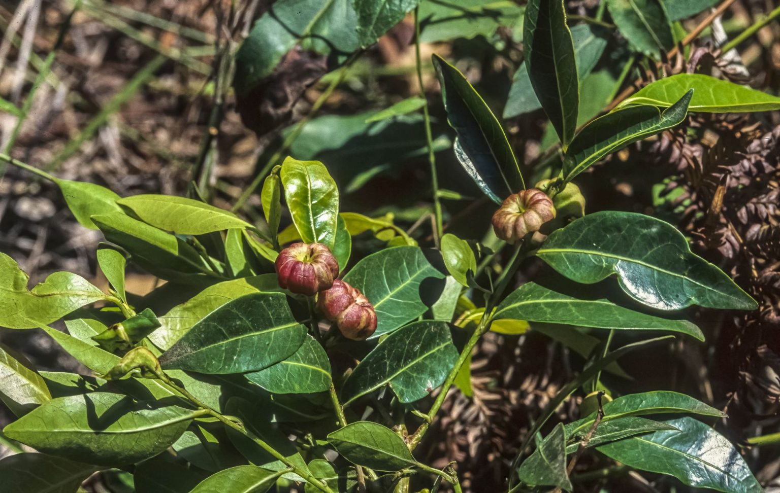 Glochidion ferdinandi | Australian Plants Society