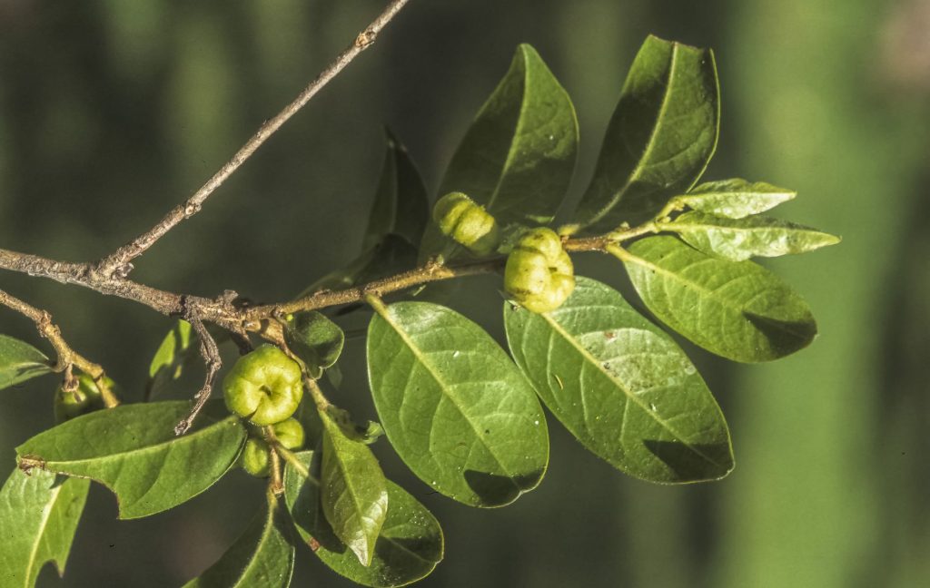 Glochidion ferdinandi | Australian Plants Society