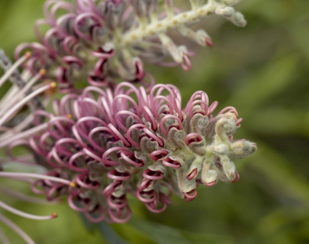 Grevillea ‘Dorothy Gordon’ at farm – 9270823-HDR | Australian Plants ...