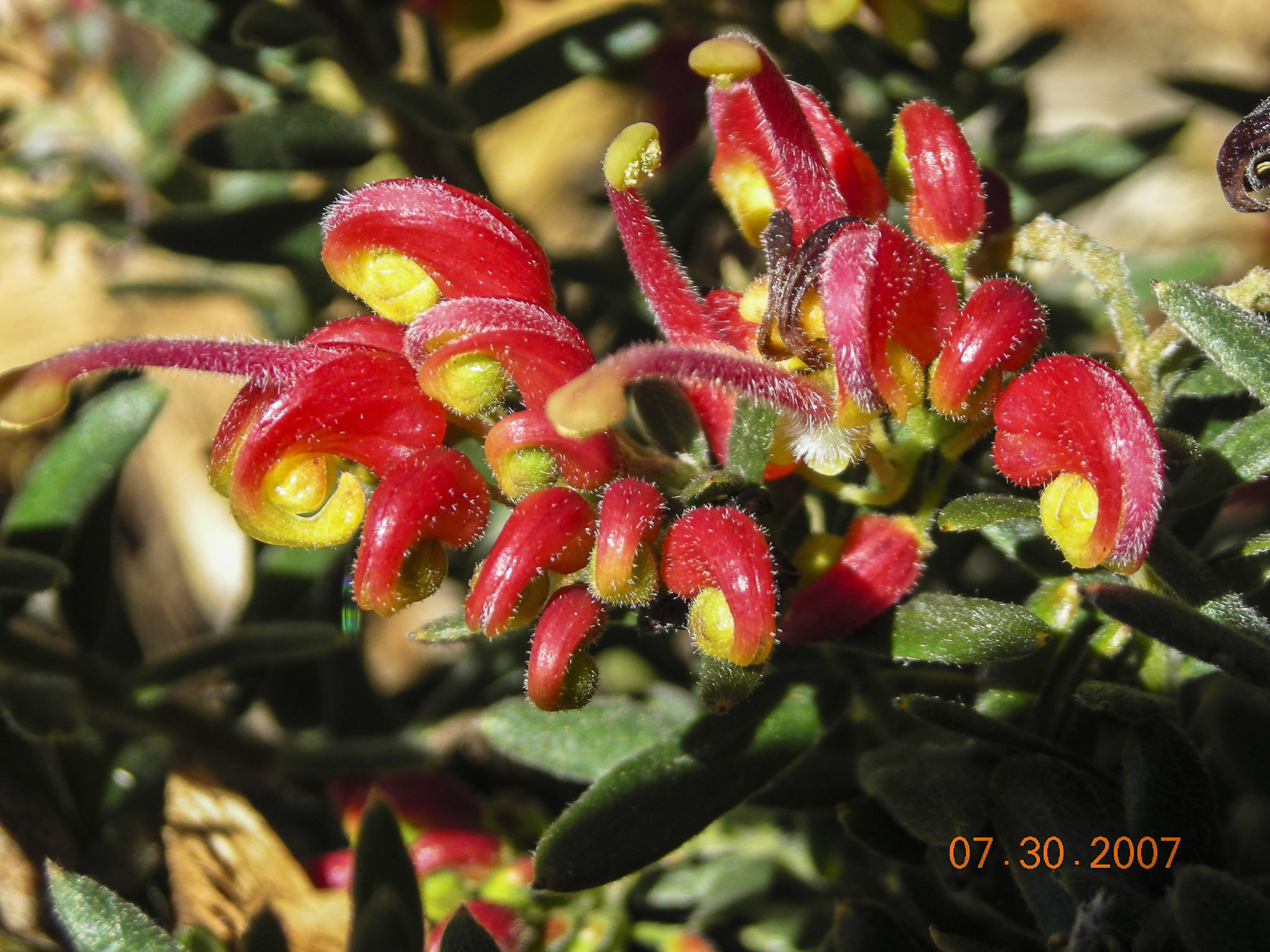 Grevillea ‘Fireworks’ | Australian Plants Society