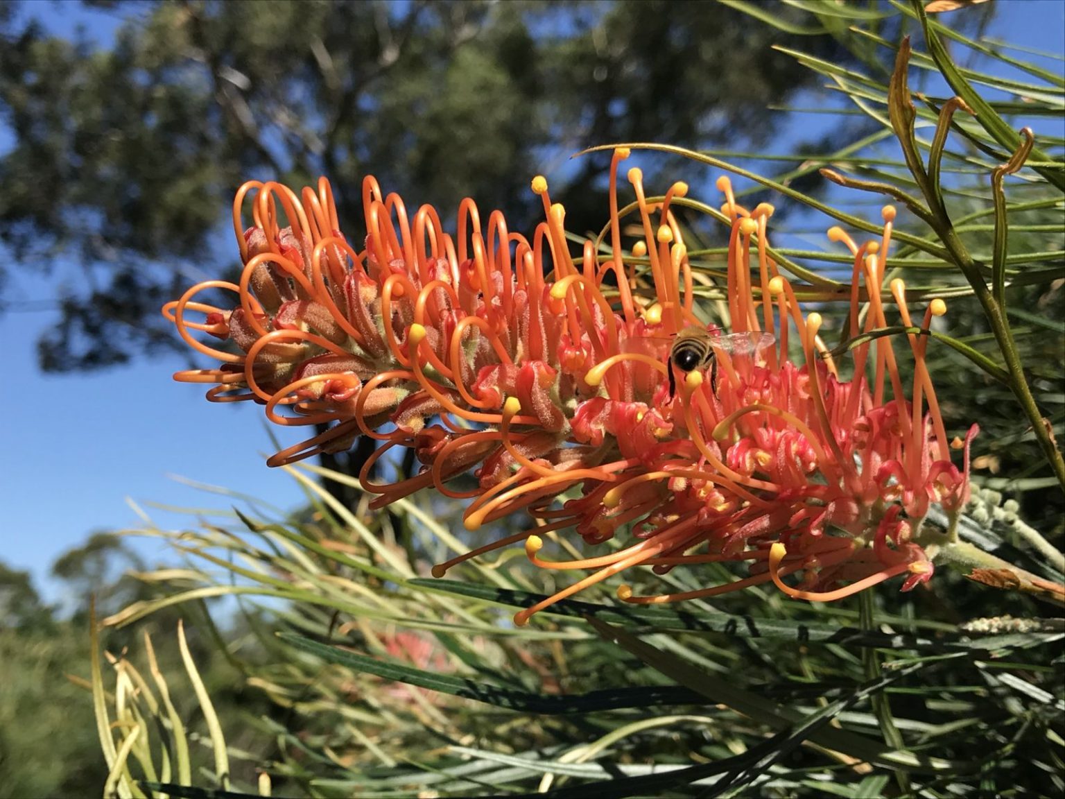 Grevillea ‘Honey Barbara’ | Australian Plants Society