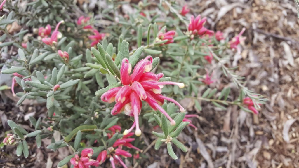 Grevillea ‘Jelly Baby’ | Australian Plants Society