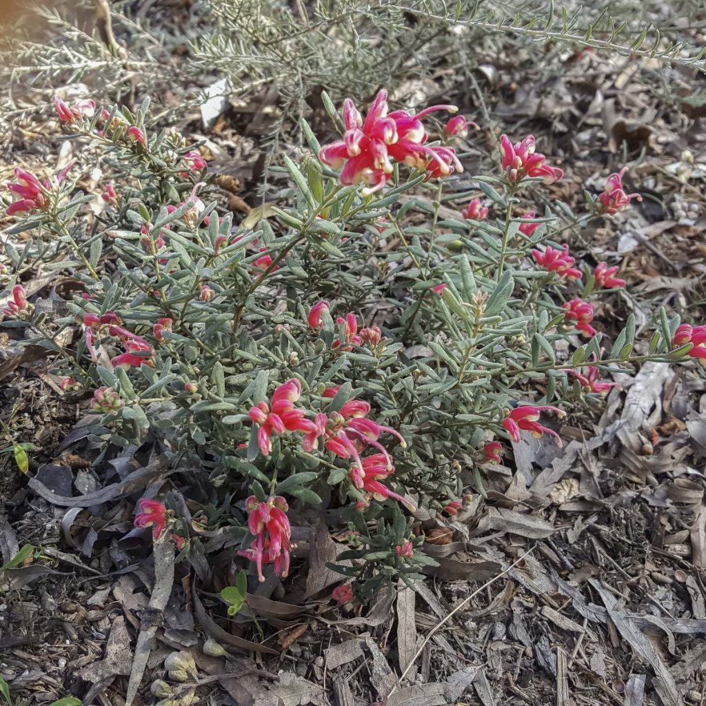 Grevillea ‘Jelly Baby’ | Australian Plants Society