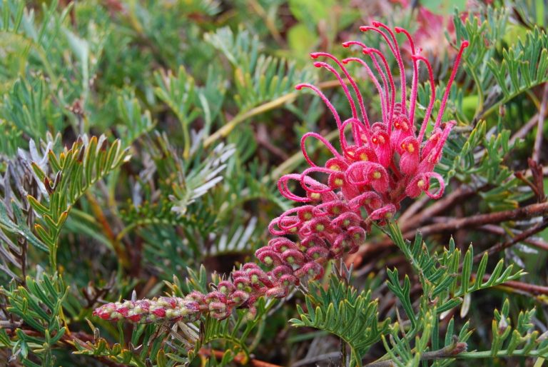 Shrubs under 1m | Australian Plants Society