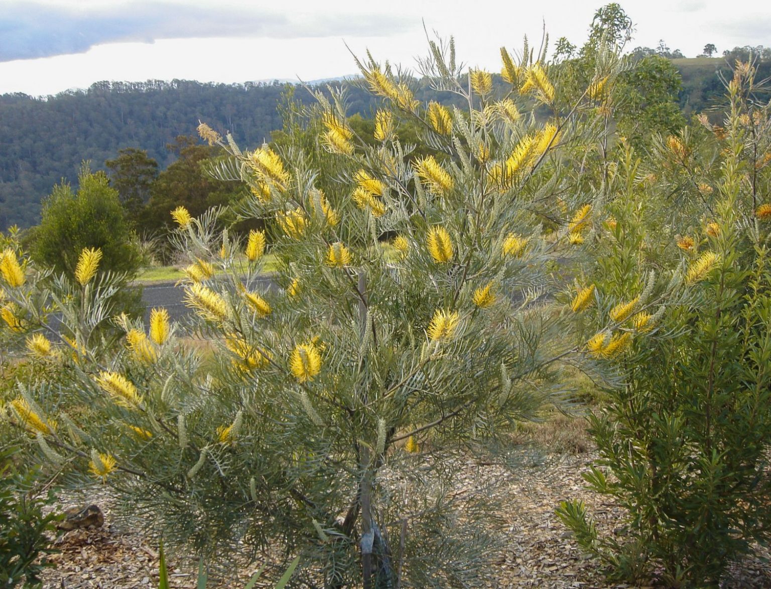 Grevillea ‘Sandra Gordon’ | Australian Plants Society