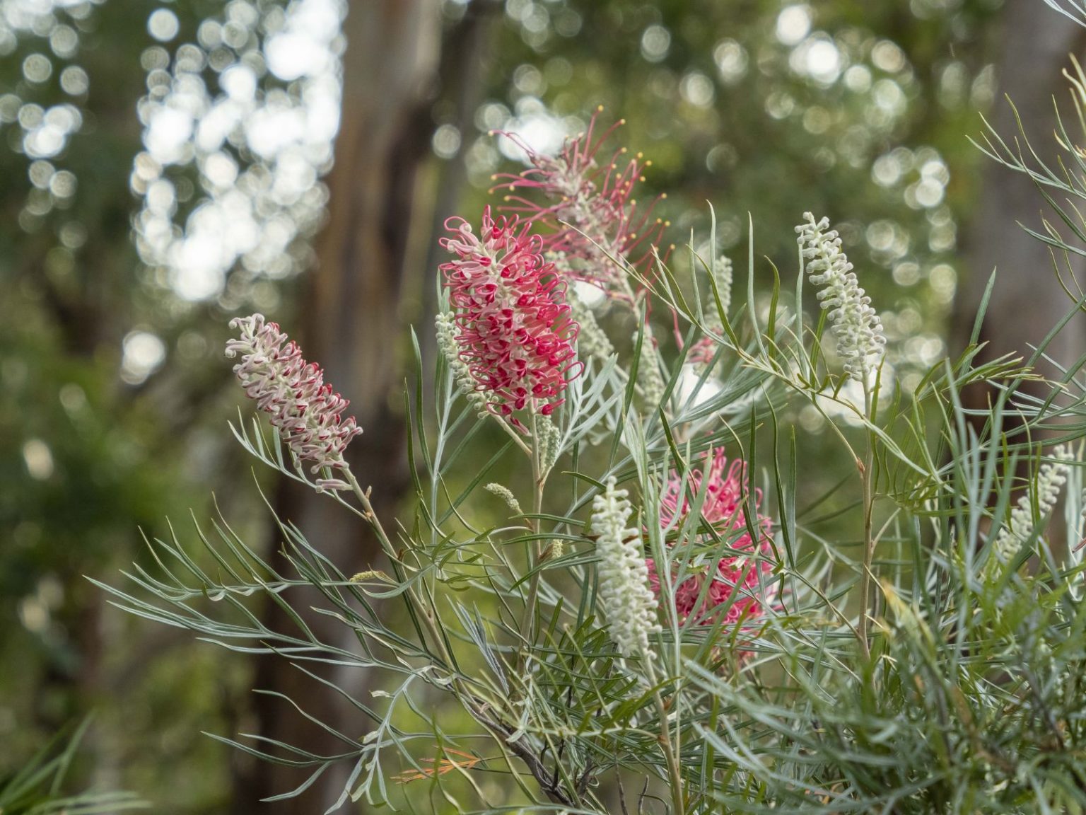 Grevillea ‘Sylvia’ | Australian Plants Society